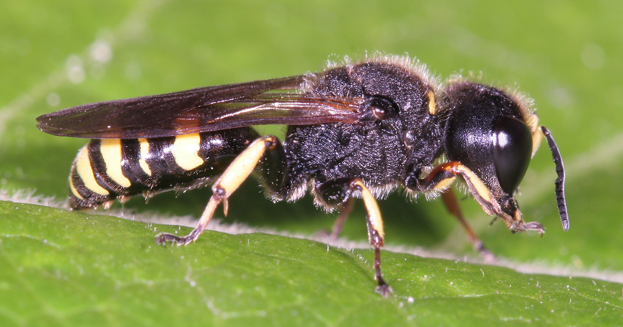 BWARS | Bees, Wasps & Ants Recording Society